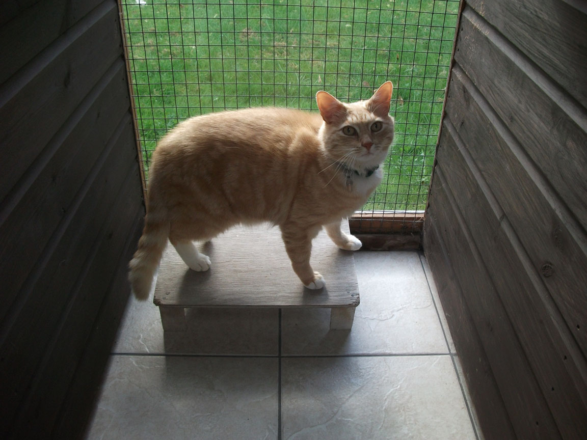 Our Clients & Photo Gallery | Nursery Cottage Cattery, Sutton Scotney ...