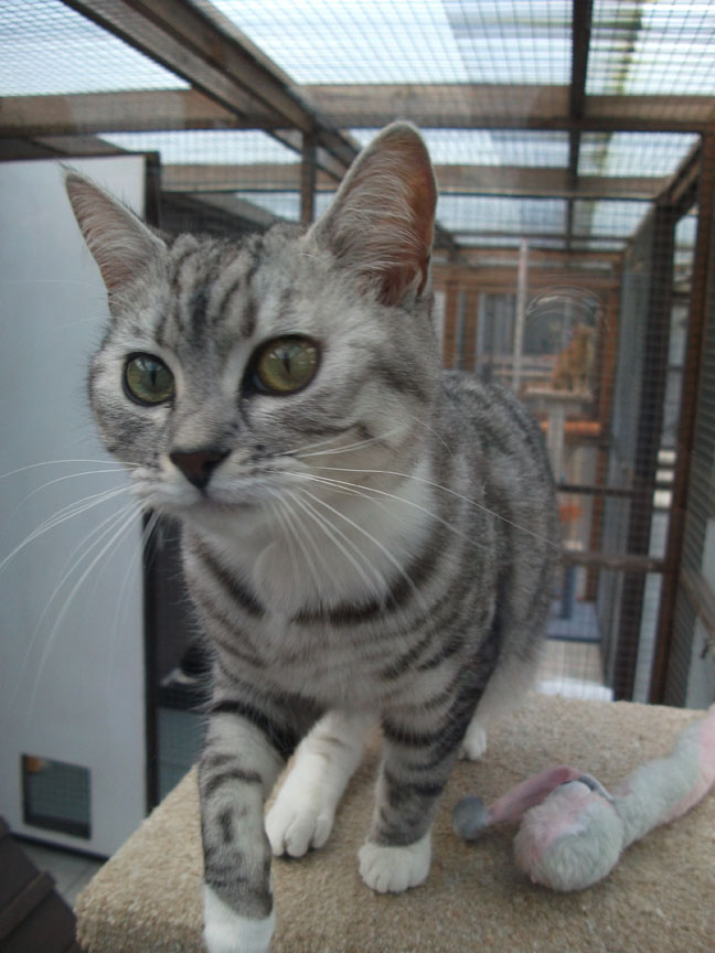 Our Clients & Photo Gallery | Nursery Cottage Cattery, Sutton Scotney ...