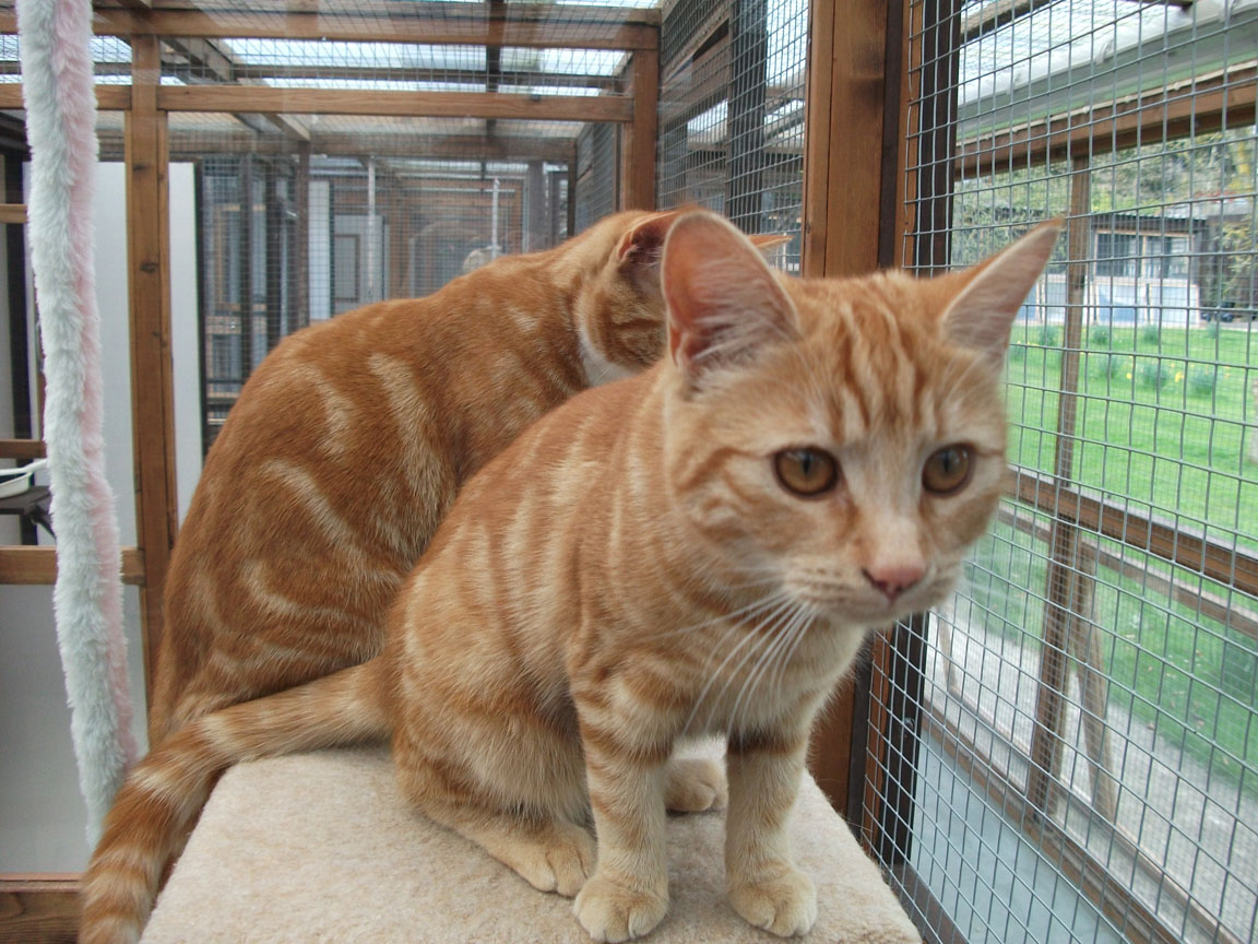 Our Clients & Photo Gallery | Nursery Cottage Cattery, Sutton Scotney ...