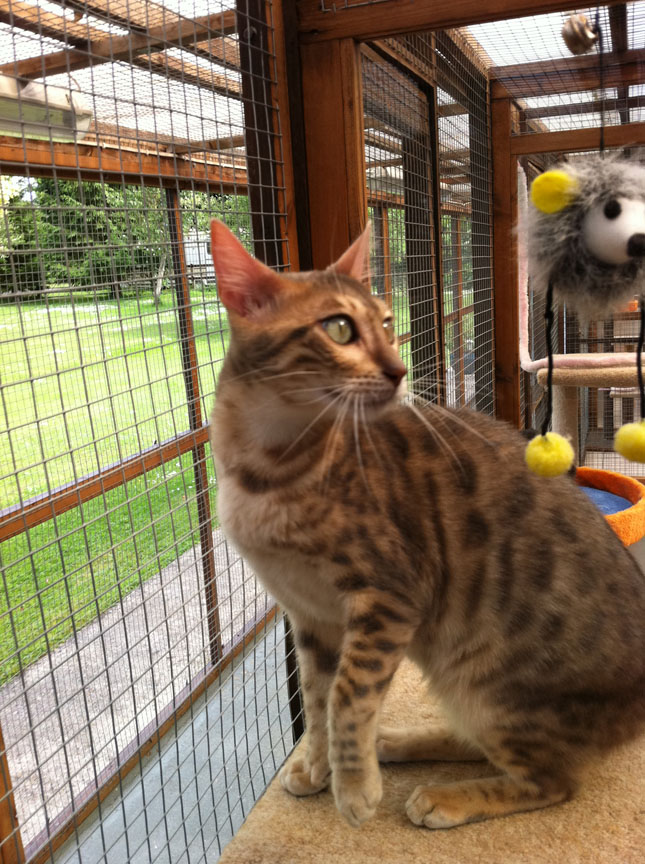Our Clients & Photo Gallery | Nursery Cottage Cattery, Sutton Scotney ...