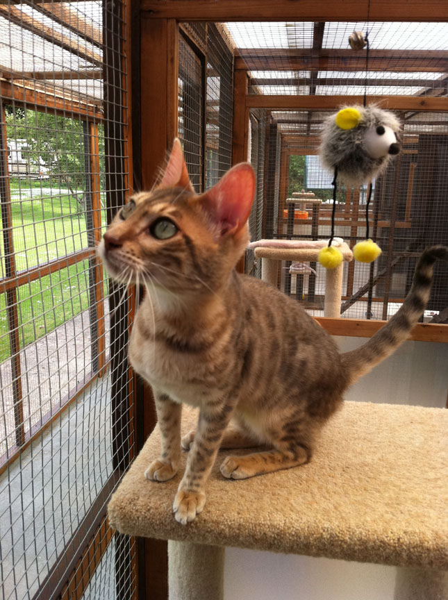 Our Clients & Photo Gallery | Nursery Cottage Cattery, Sutton Scotney ...